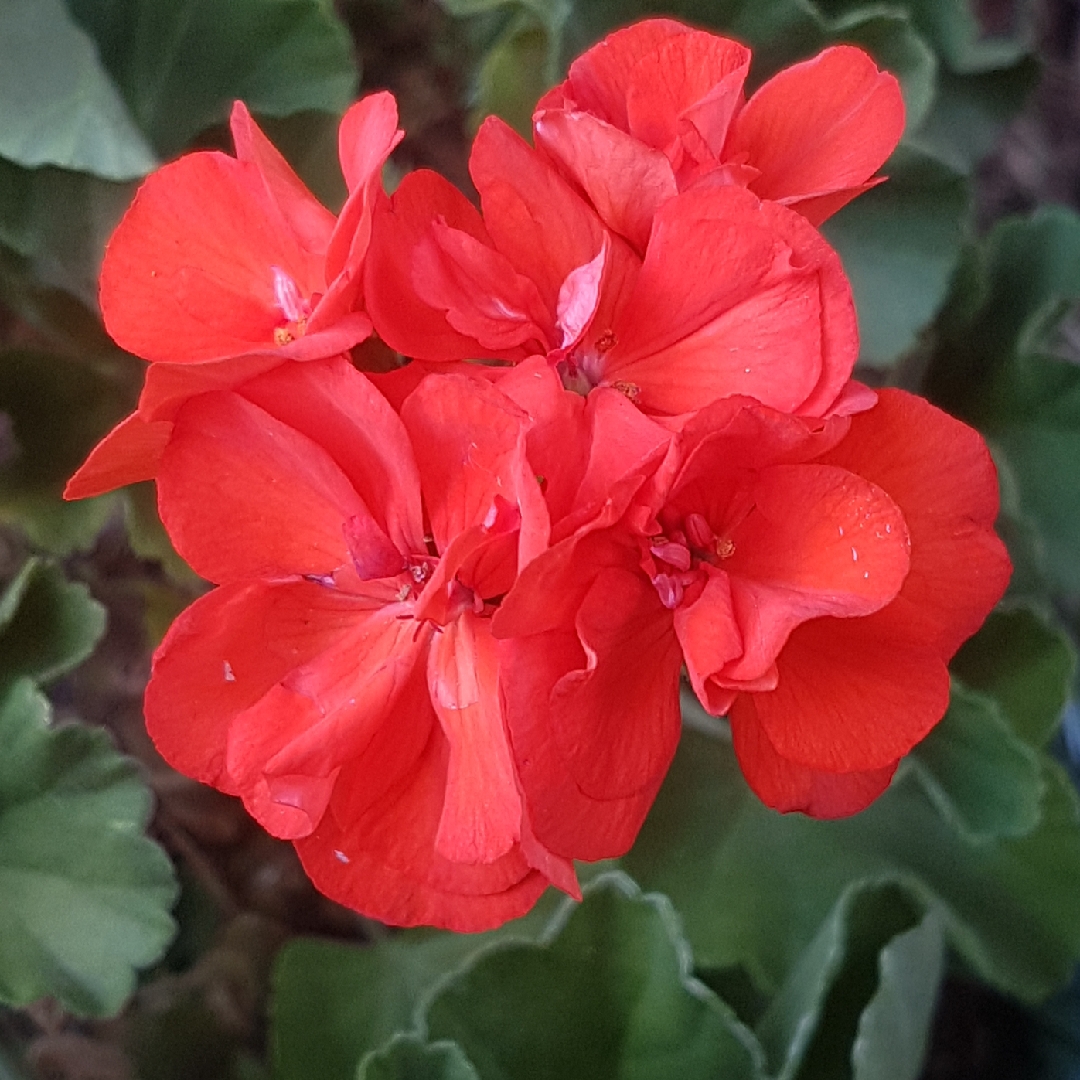 Pelargonium 'Duesaoso' (Savannah Series) syn. Pelargonium 'Savannah Oh ... Pelargonium 'Duesaoso' (Savannah Series) syn. Pelargonium 'Savannah Oh ...